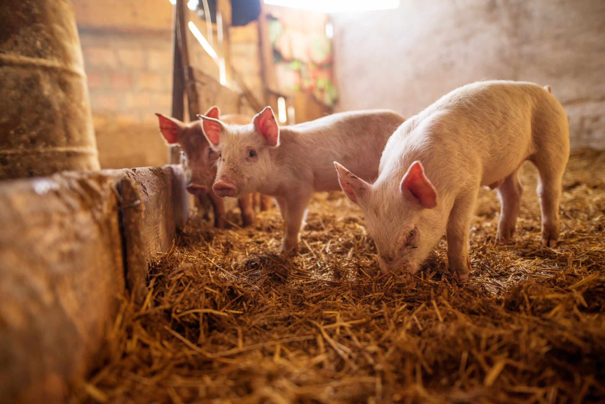 Pig Raising Basics: Bringing Home Your Feeder Pigs - Countryside